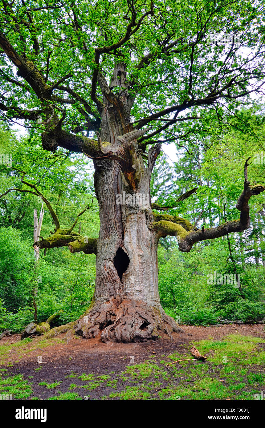 common oak, pedunculate oak, English oak (Quercus robur), old oak in ...