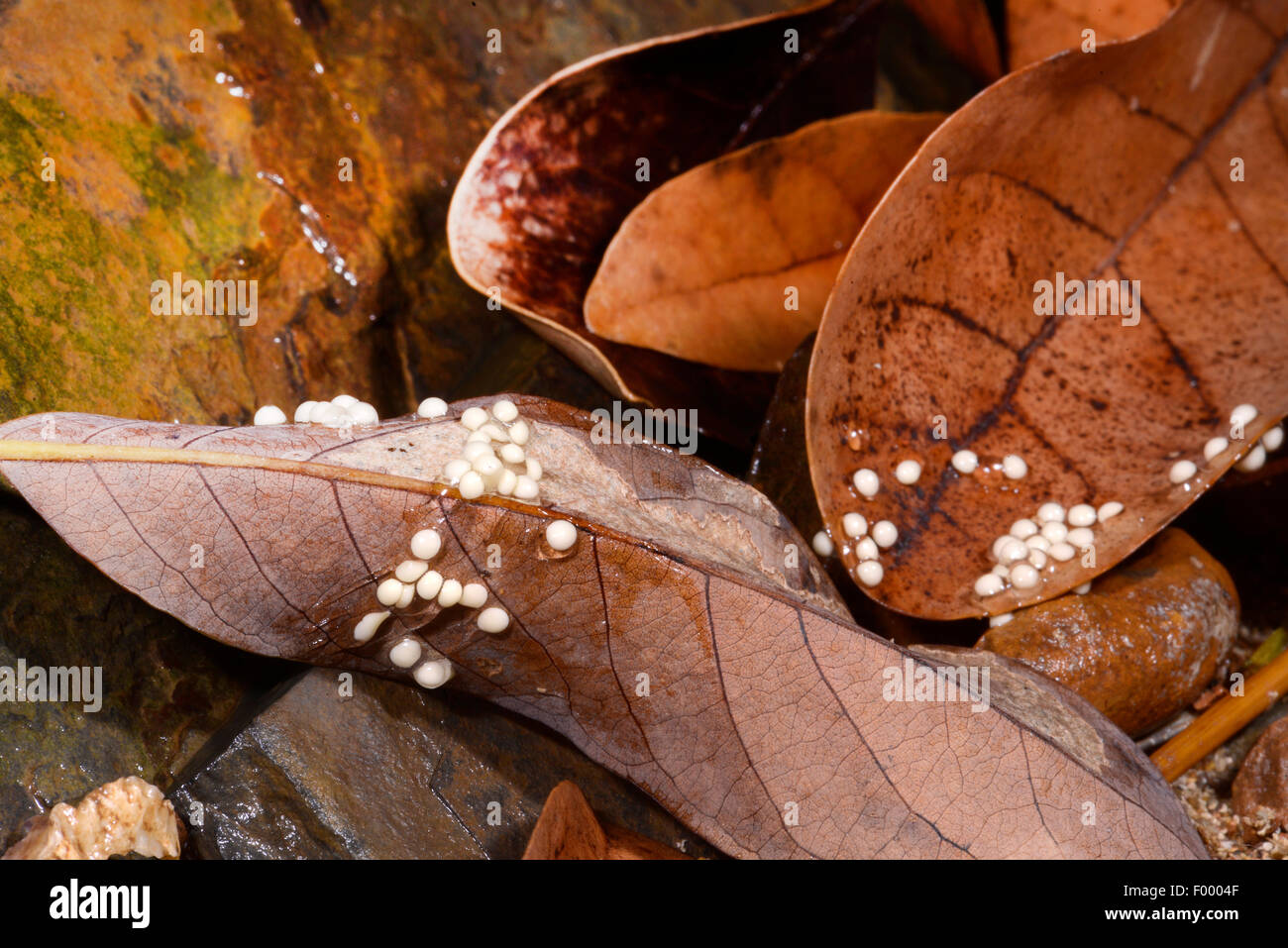 Betsileo Golden Frog, Bronze Mantella, Brown Mantella (Mantella ...