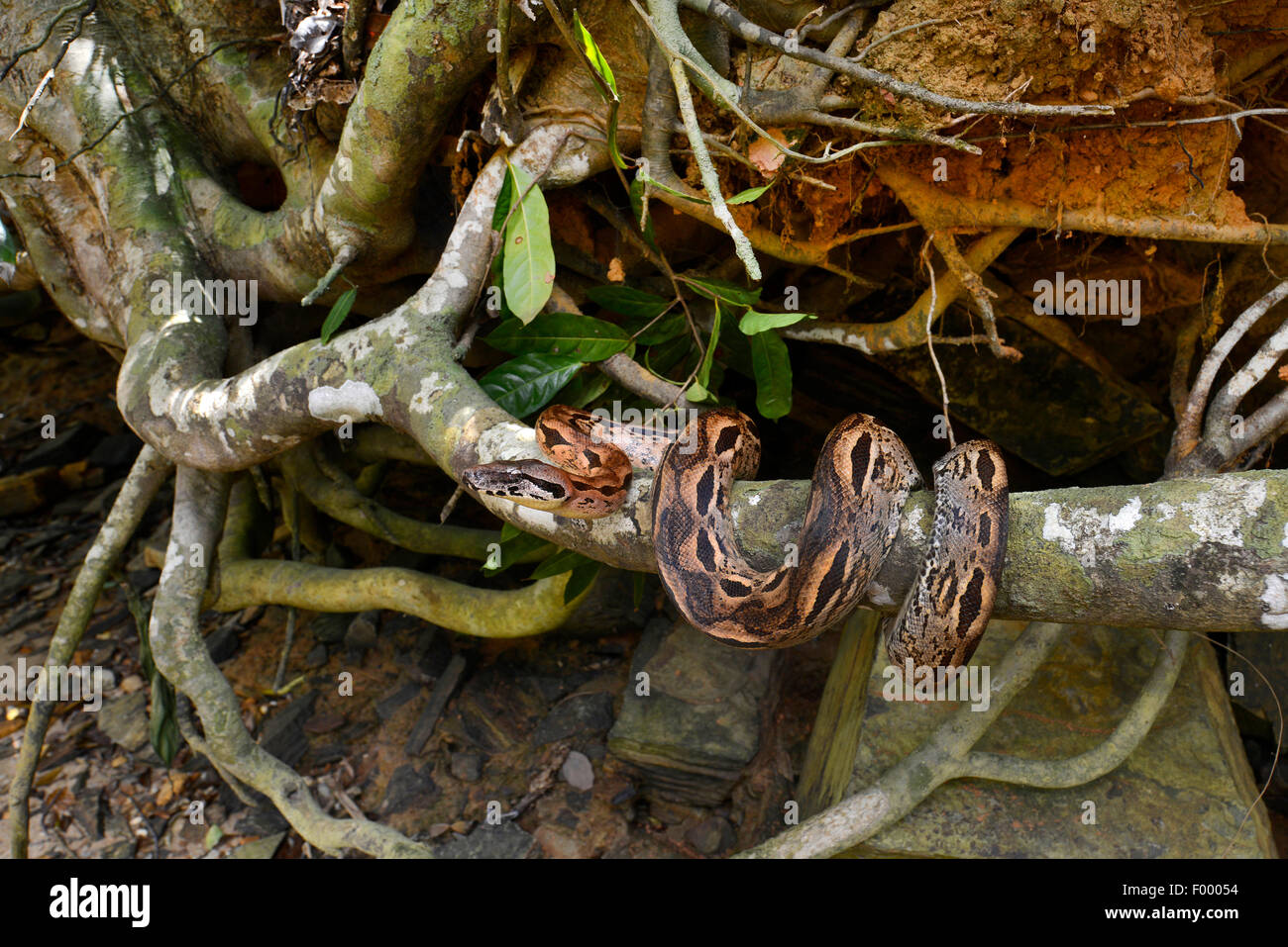 Madagascan boa, Madagascar Ground Boa (Acrantophis madagascariensis ...