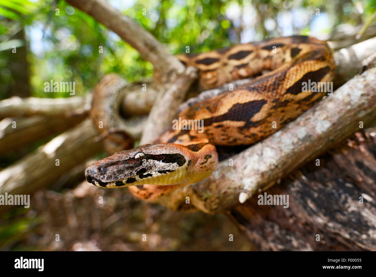 Madagascan boa, Madagascar Ground Boa (Acrantophis madagascariensis ...