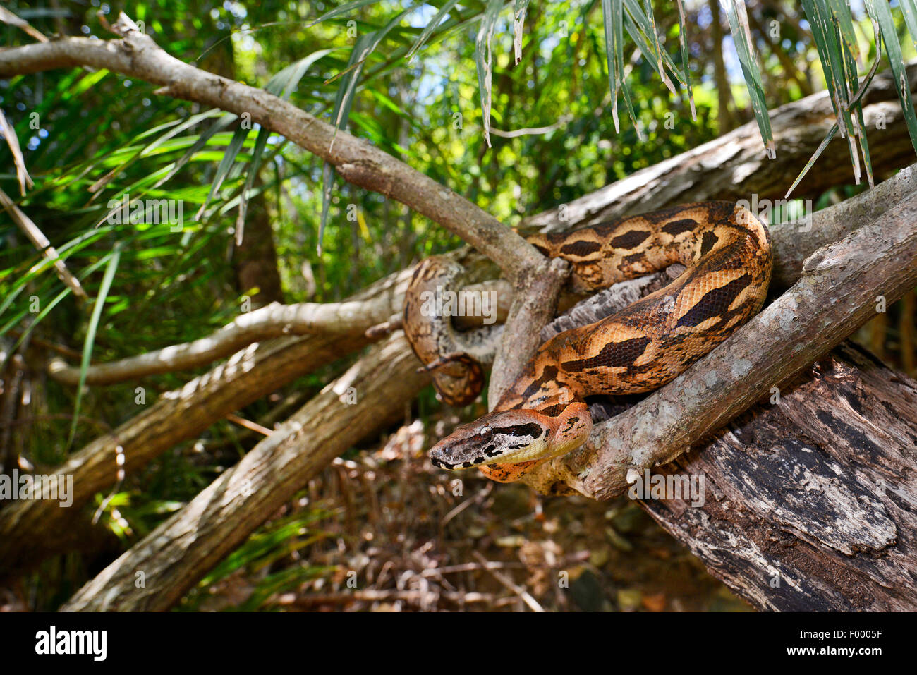 Madagascan boa, Madagascar Ground Boa (Acrantophis madagascariensis ...