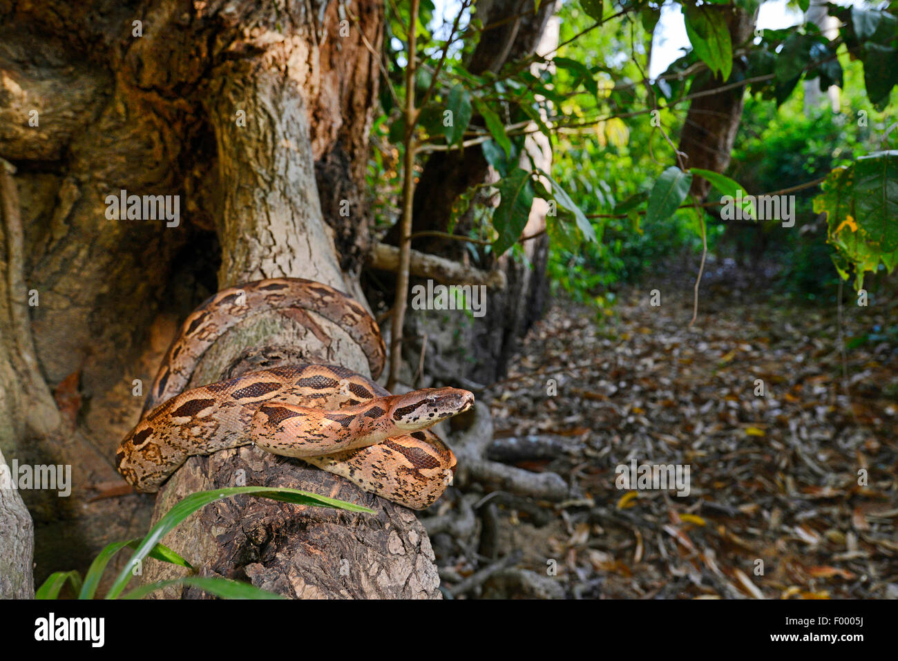 Madagascan boa, Madagascar Ground Boa (Acrantophis madagascariensis ...