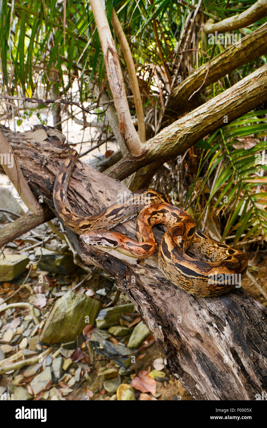 Madagascan boa, Madagascar Ground Boa (Acrantophis madagascariensis ...