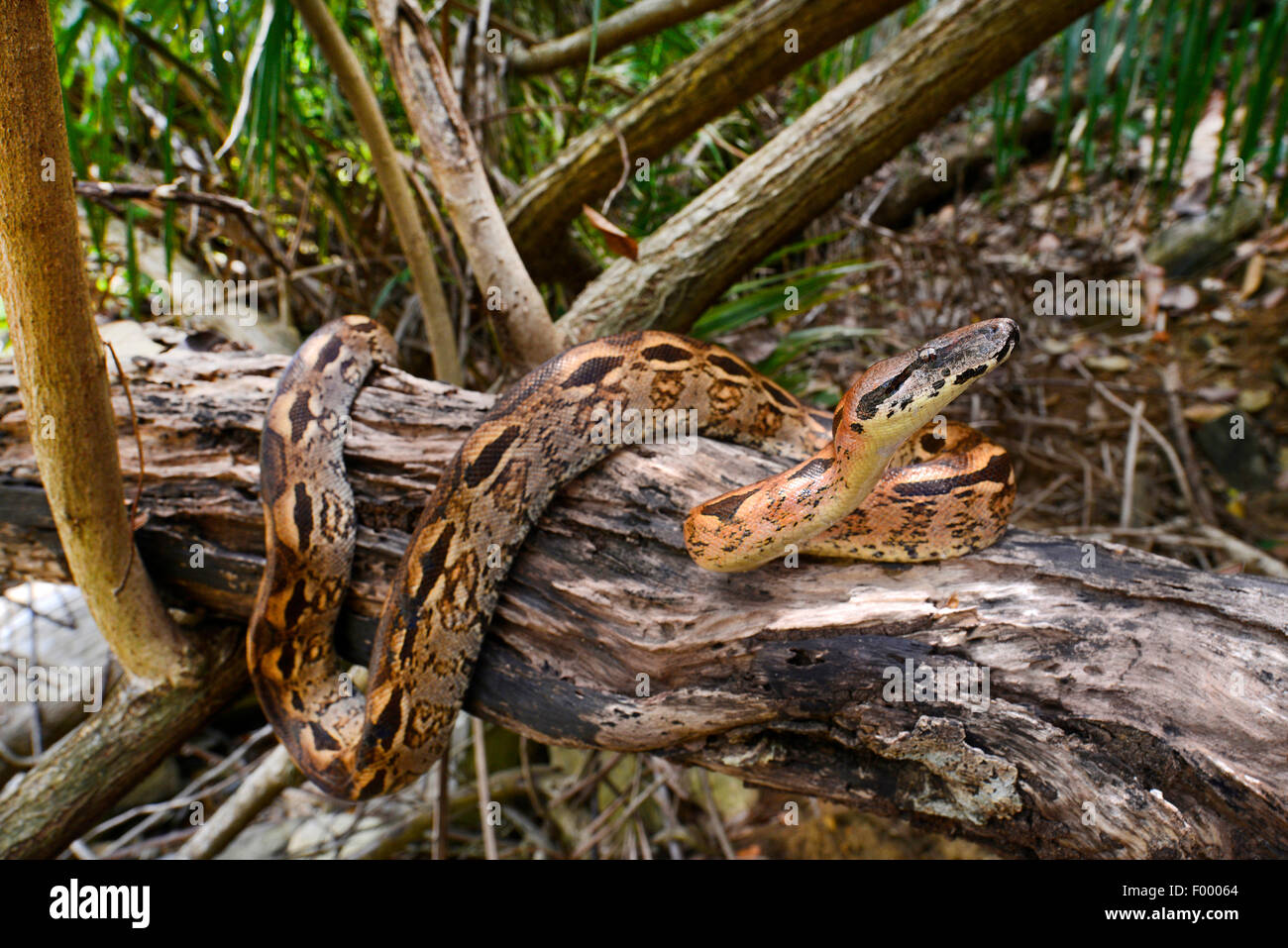 Madagascan boa, Madagascar Ground Boa (Acrantophis madagascariensis ...
