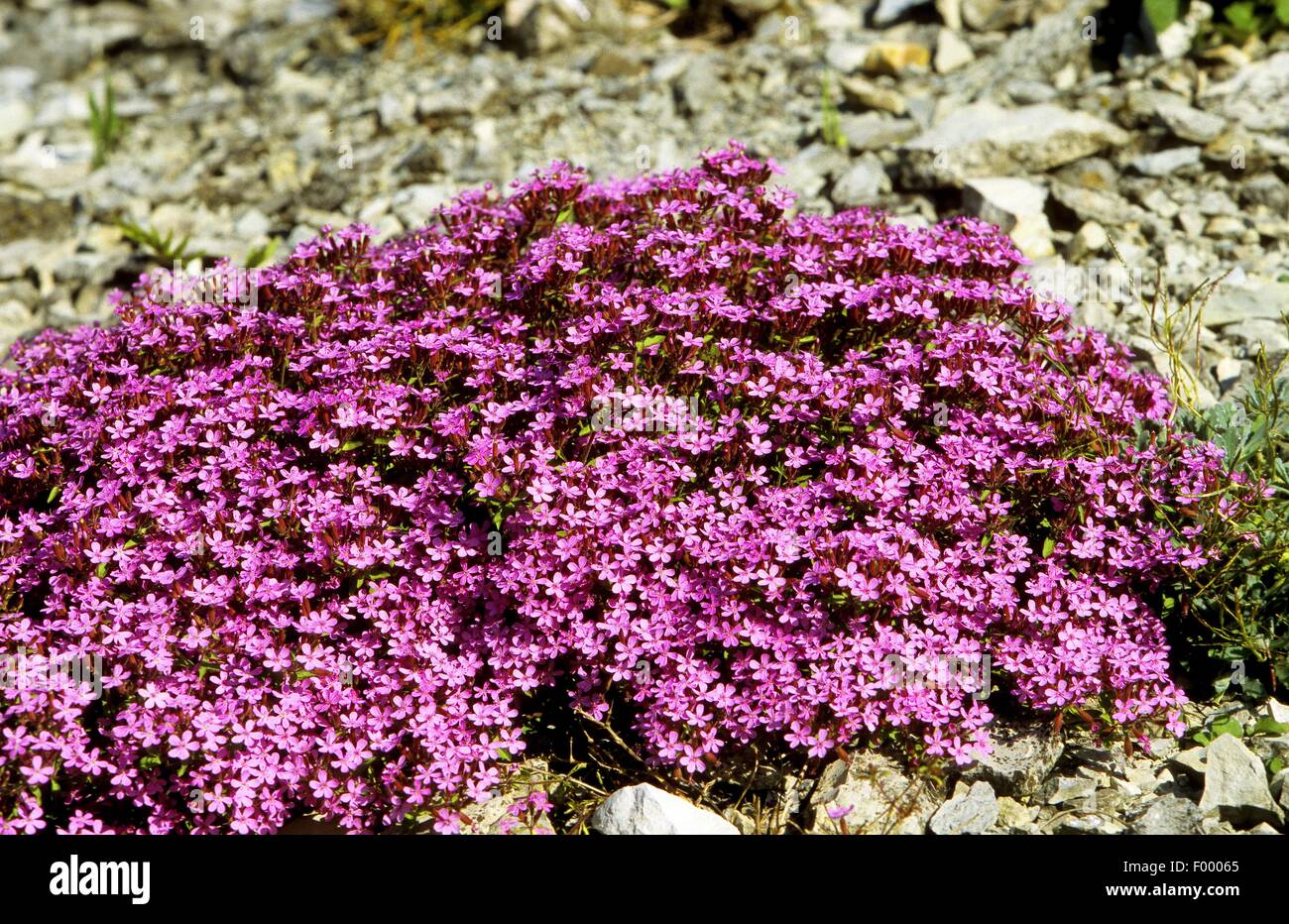 Rock Soapwort, Tumbling Ted (Saponaria ocymoides), blooming, Germany ...