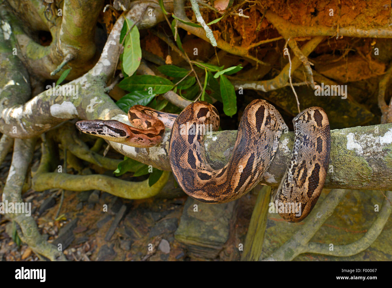Madagascan boa, Madagascar Ground Boa (Acrantophis madagascariensis ...