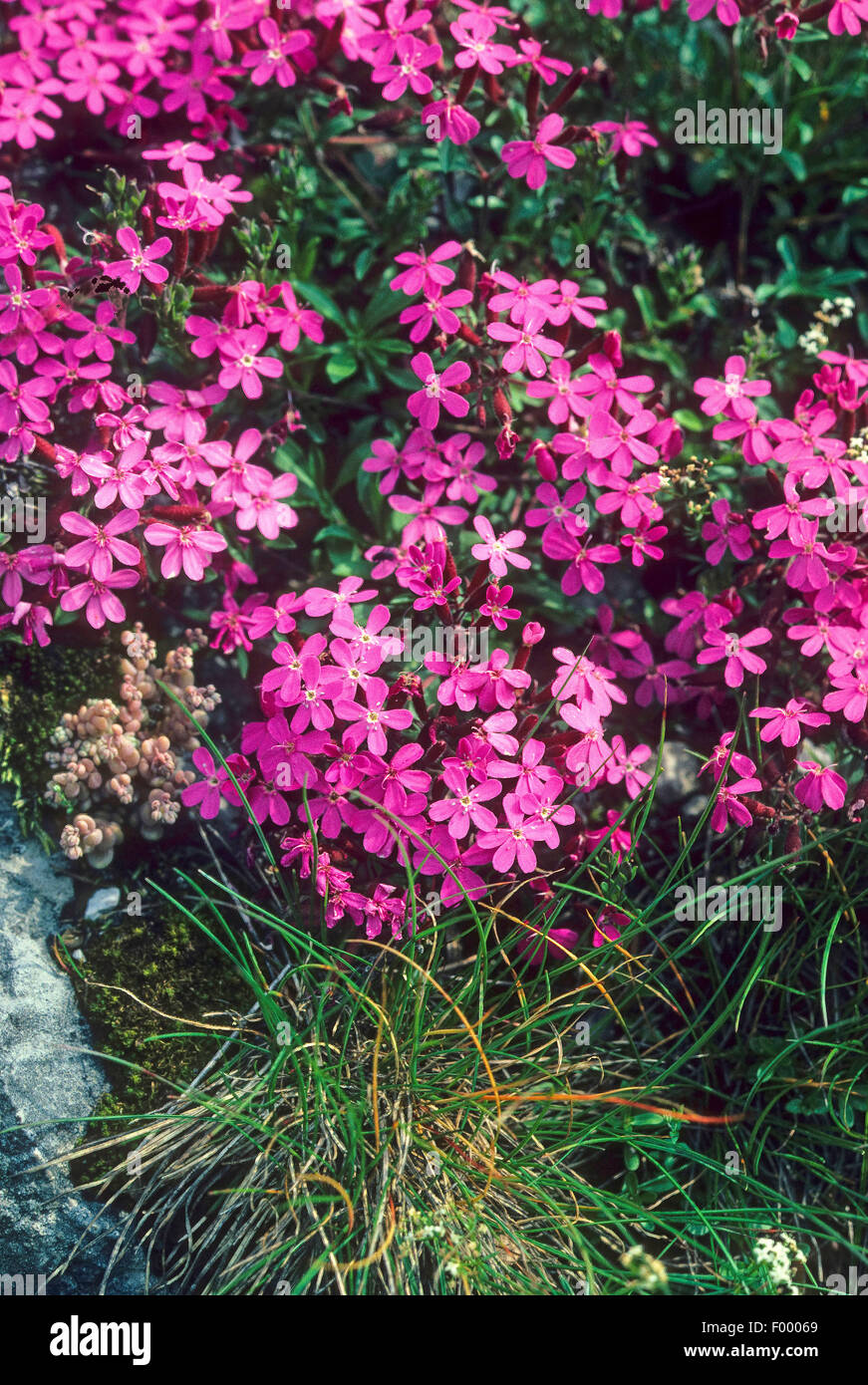 Rock Soapwort, Tumbling Ted (Saponaria ocymoides), blooming, Germany ...