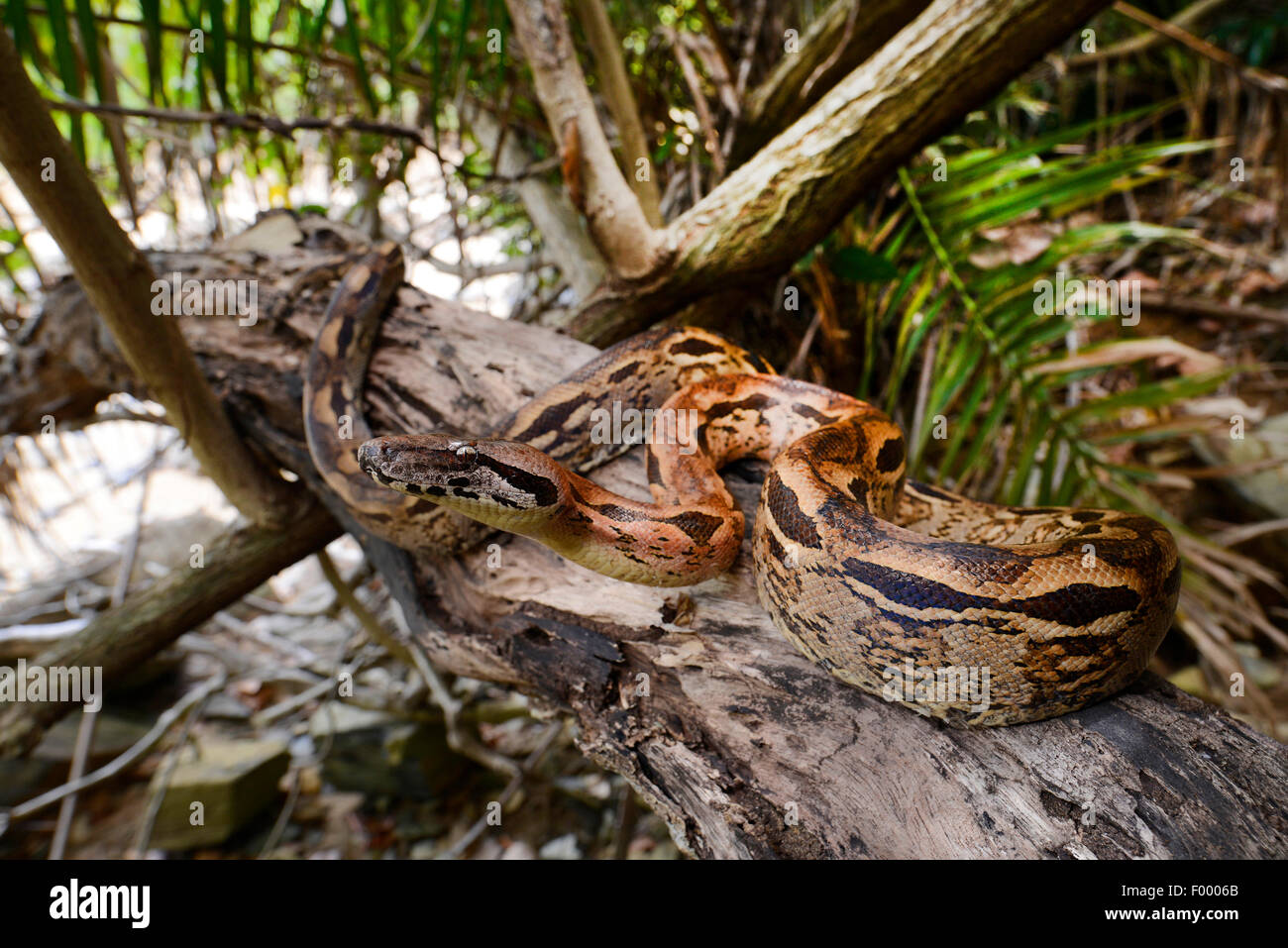 Madagascan boa, Madagascar Ground Boa (Acrantophis madagascariensis ...