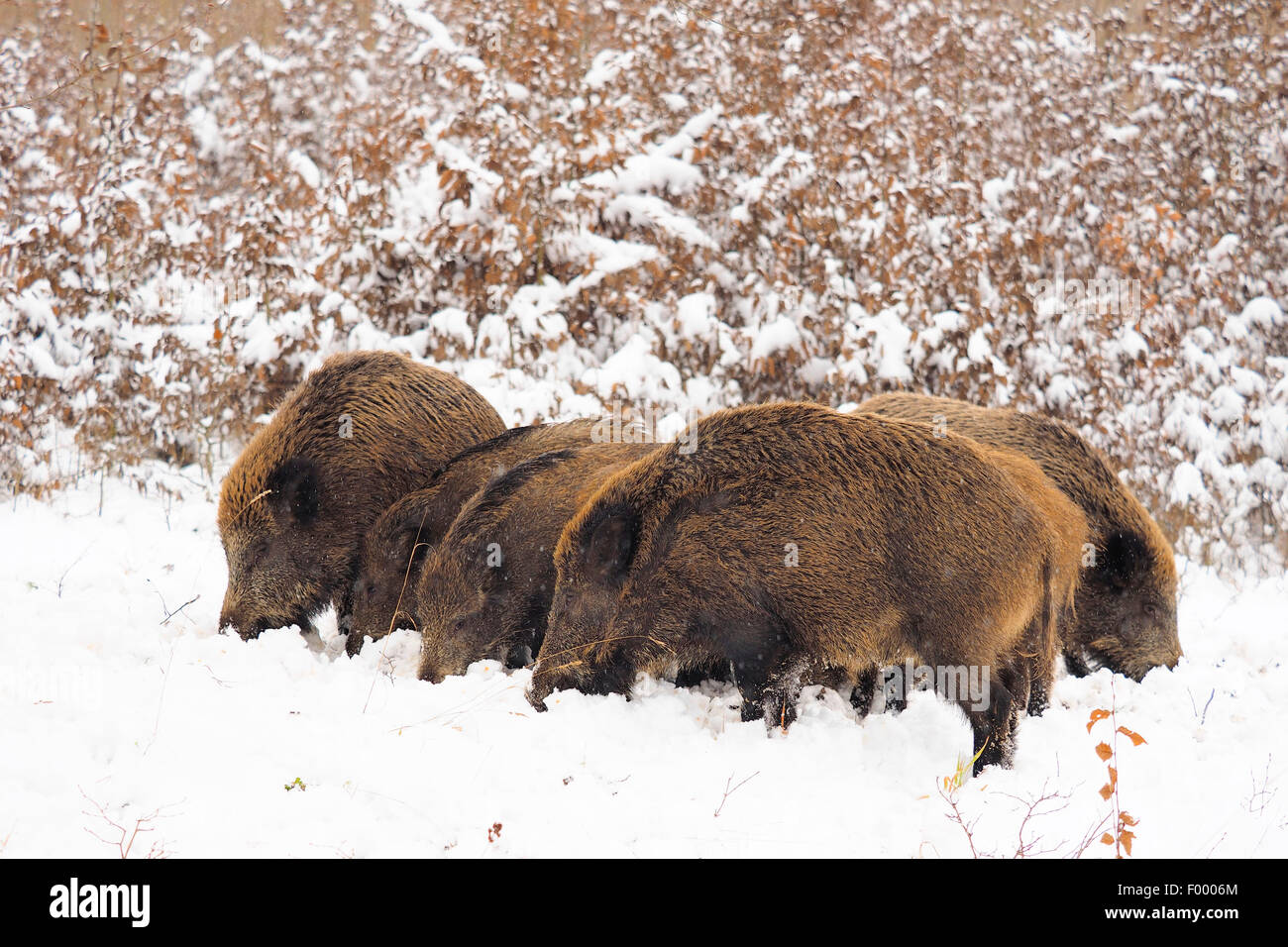 Sounder High Resolution Stock Photography and Images - Alamy