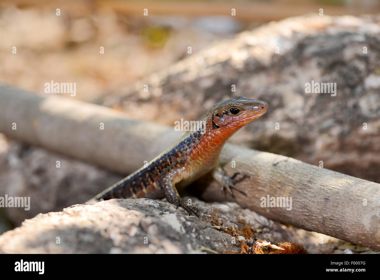 Western girdled lizard, Western Girdled Lizard (Zonosaurus laticaudatus ...