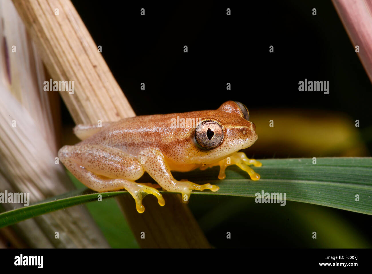 Reed frog from madagascar heterixalus tricolor or heterixalus ...