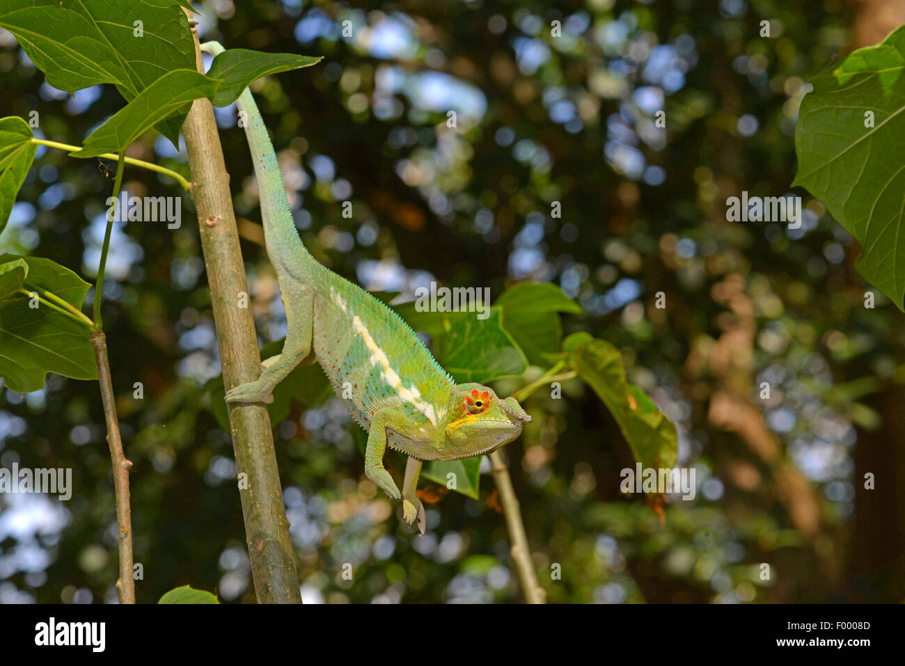 The chameleons band hi-res stock photography and images - Alamy