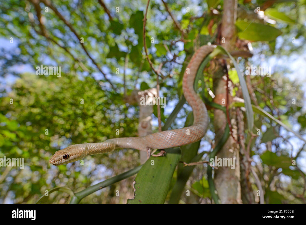 Tiny Night Snake (Ithycyphus miniatus, Coluber miniatus), rare endemic ...