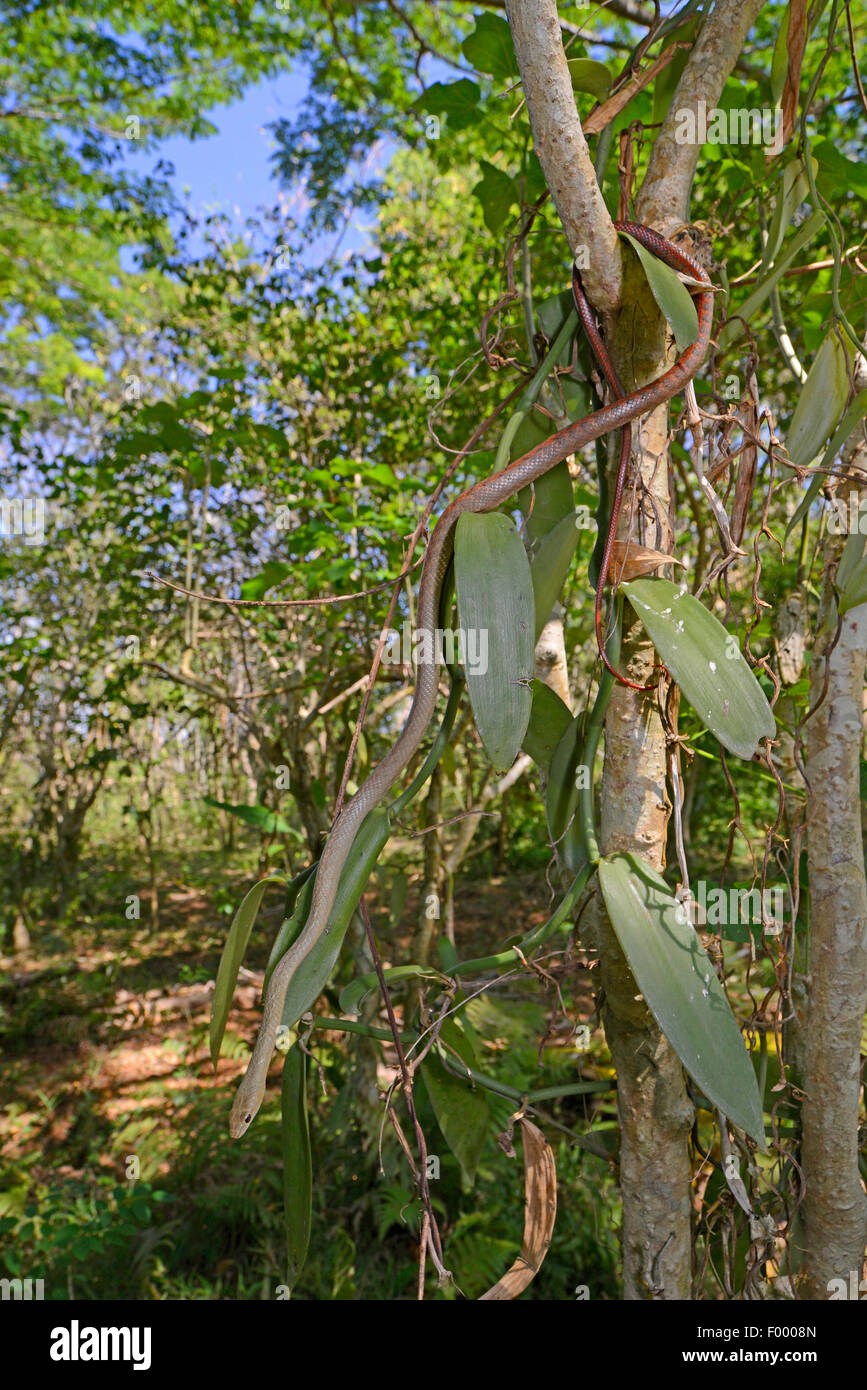 Tiny Night Snake (Ithycyphus miniatus, Coluber miniatus), rare endemic ...