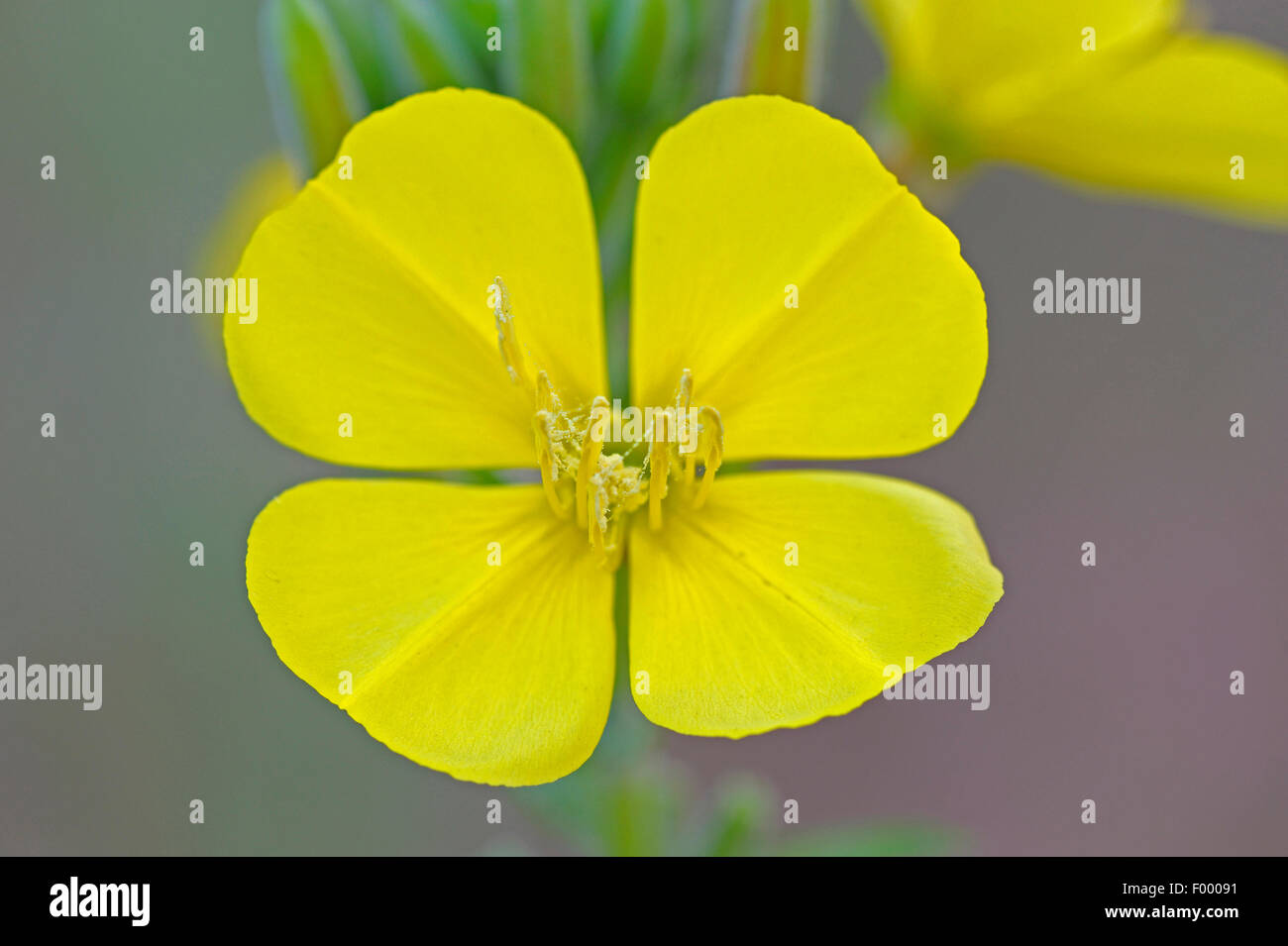 common evening primrose (Oenothera biennis), single flower, Germany ...