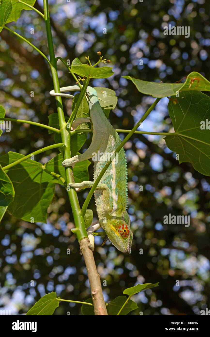 The Chameleons Band High Resolution Stock Photography and Images - Alamy