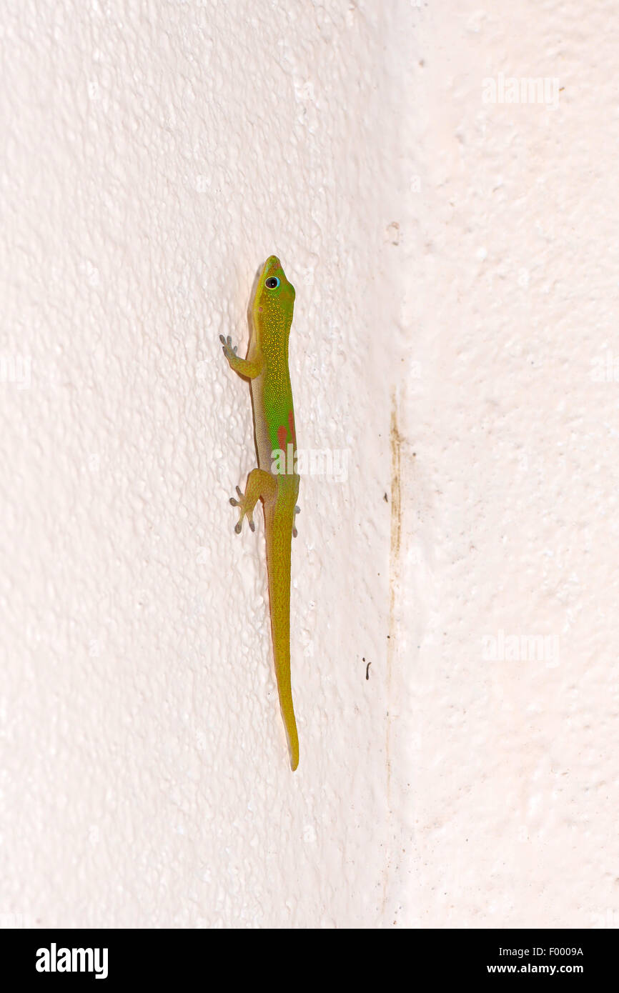 Gold dust day gecko (Phelsuma laticauda), at a wall, Madagascar, Ankifi ...