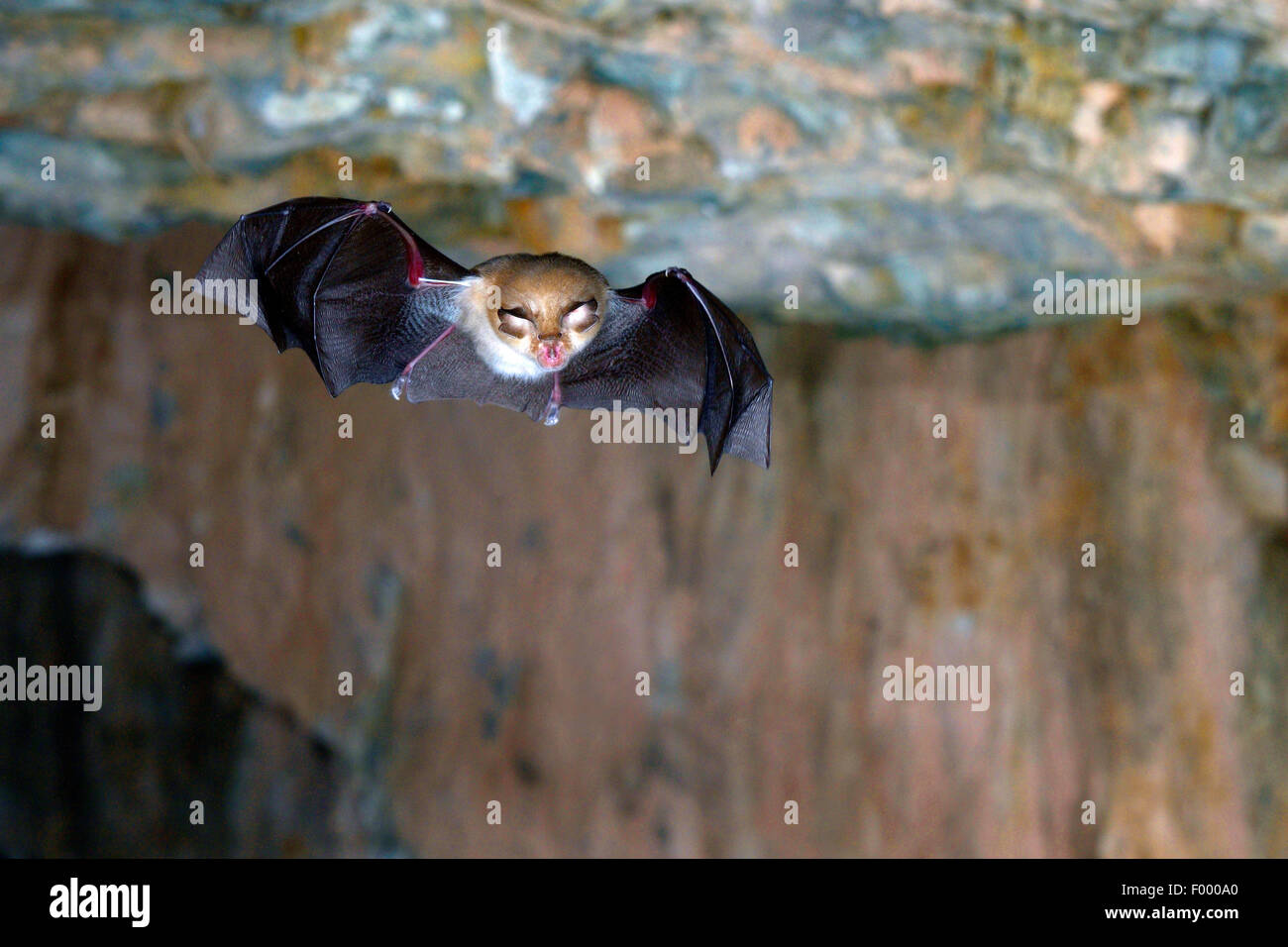 Lesser horseshoe bat (Rhinolophus hipposideros), flying through a cave ...