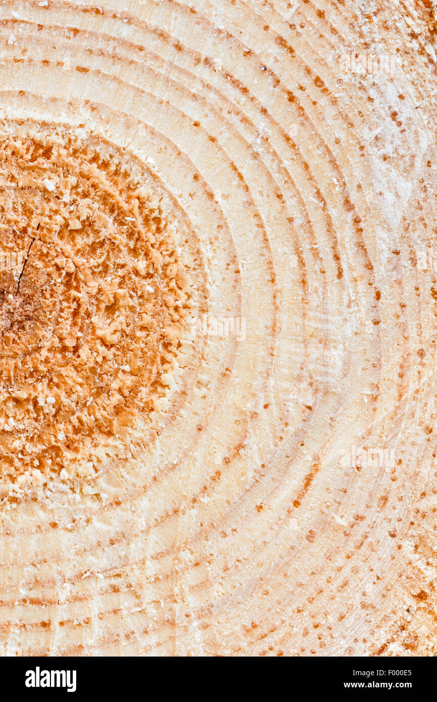 Annual Rings On Sawn Pine Tree Timber Wood Texture Background Stock ...
