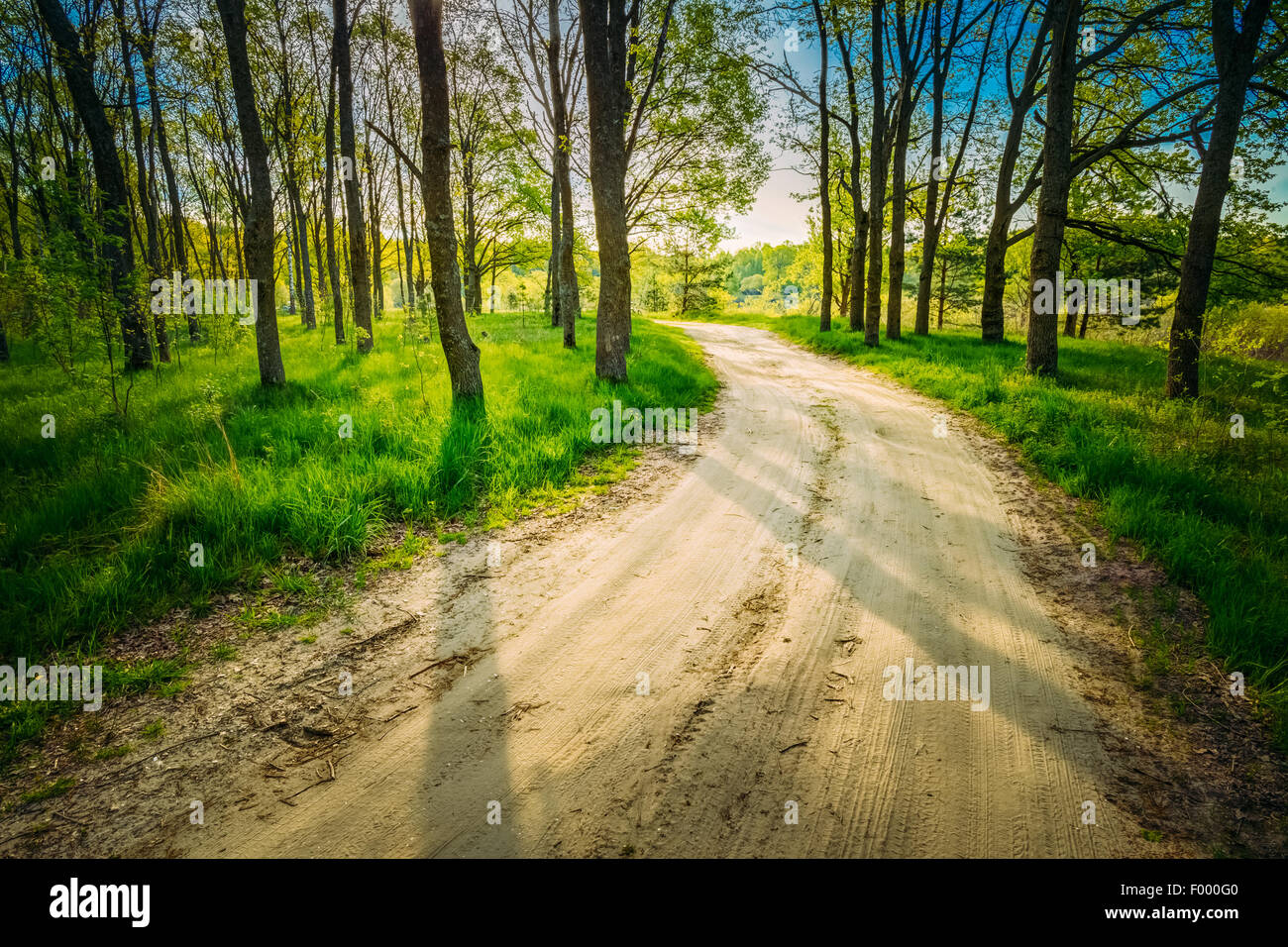 Beautiful Green Forest In Summer. Countryside Road, Path, Way, Lane ...