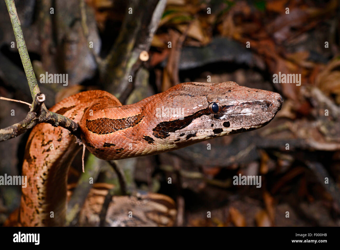 Madagascan boa, Madagascar Ground Boa (Acrantophis madagascariensis ...