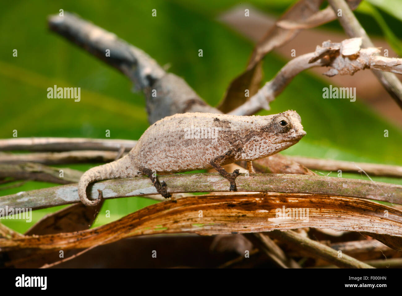 Minute Leaf Chameleon Dwarf Chameleon Brookesia Minima On A Twig