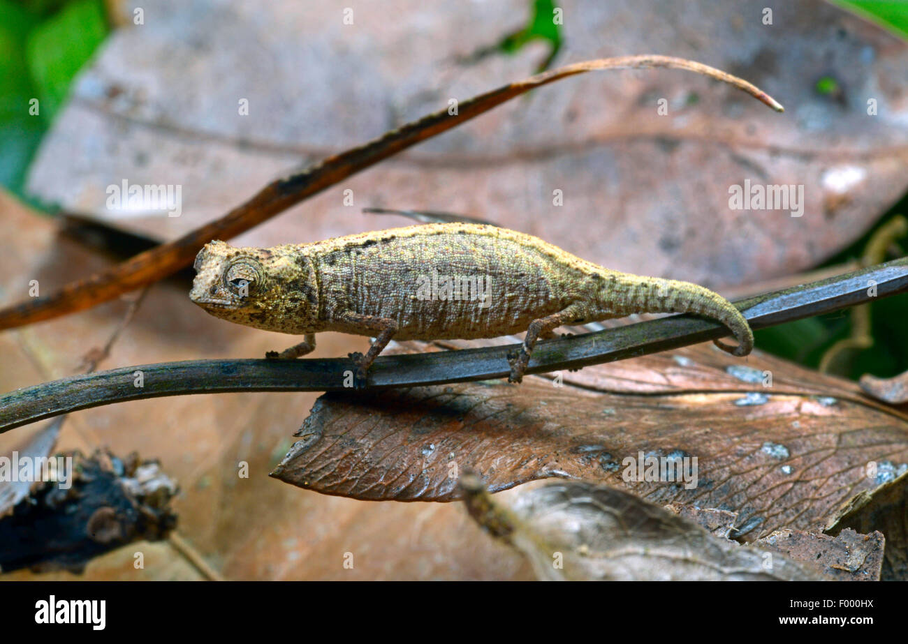 Minute leaf chameleon, Dwarf chameleon (Brookesia minima), on a twig ...