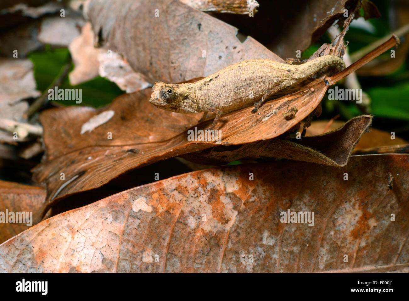 Minute leaf chameleon, Dwarf chameleon (Brookesia minima), on a ...