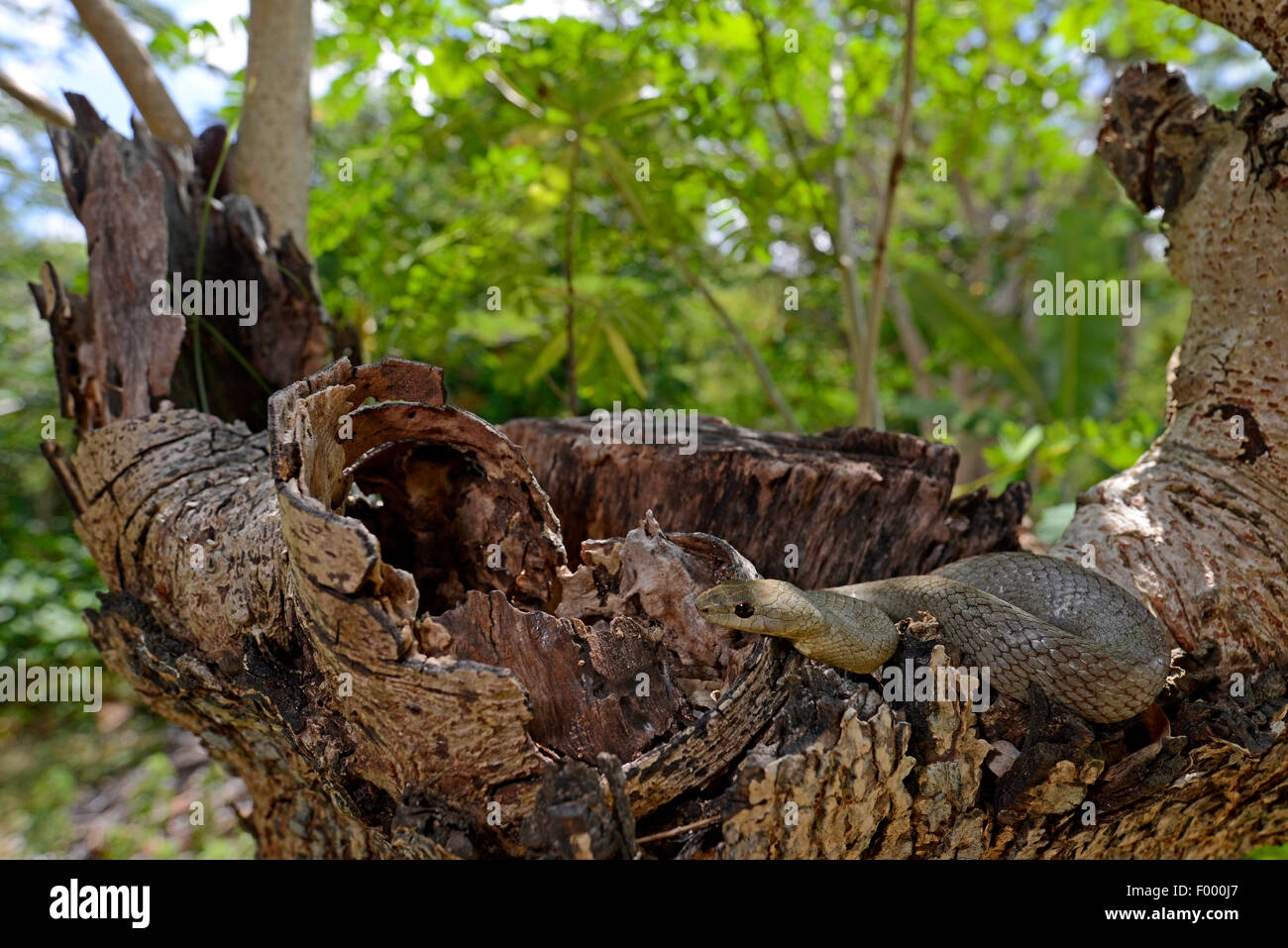 Miniatus hi-res stock photography and images - Alamy