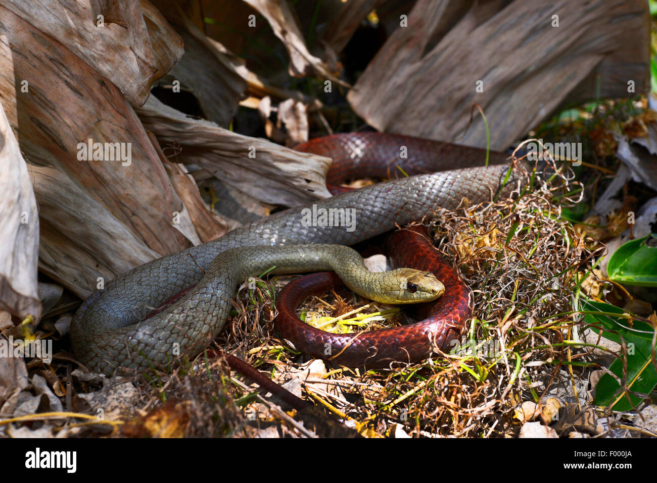 Night snake hi-res stock photography and images - Alamy