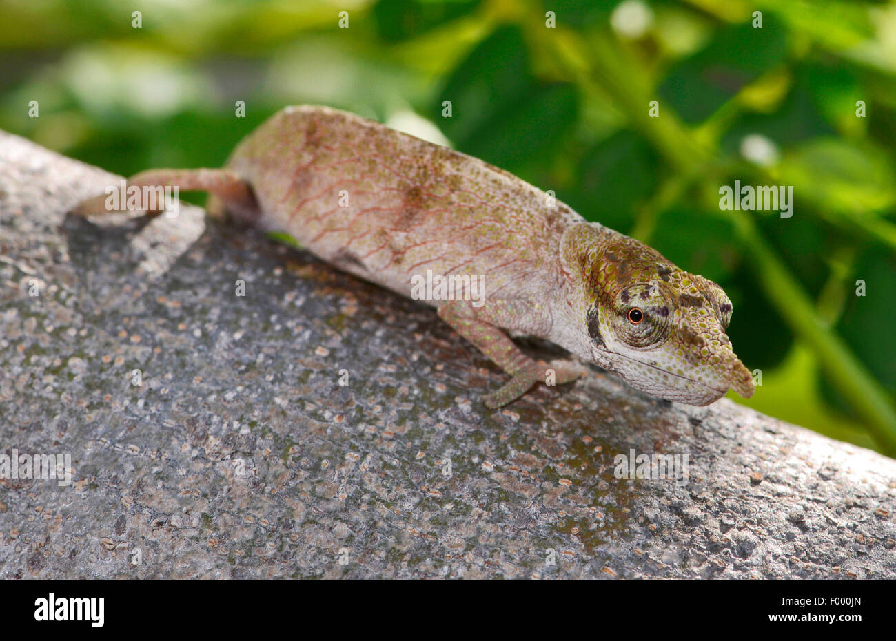 Blue-nosed Chameleon (Calumma boettgeri), male shows stress colouration ...