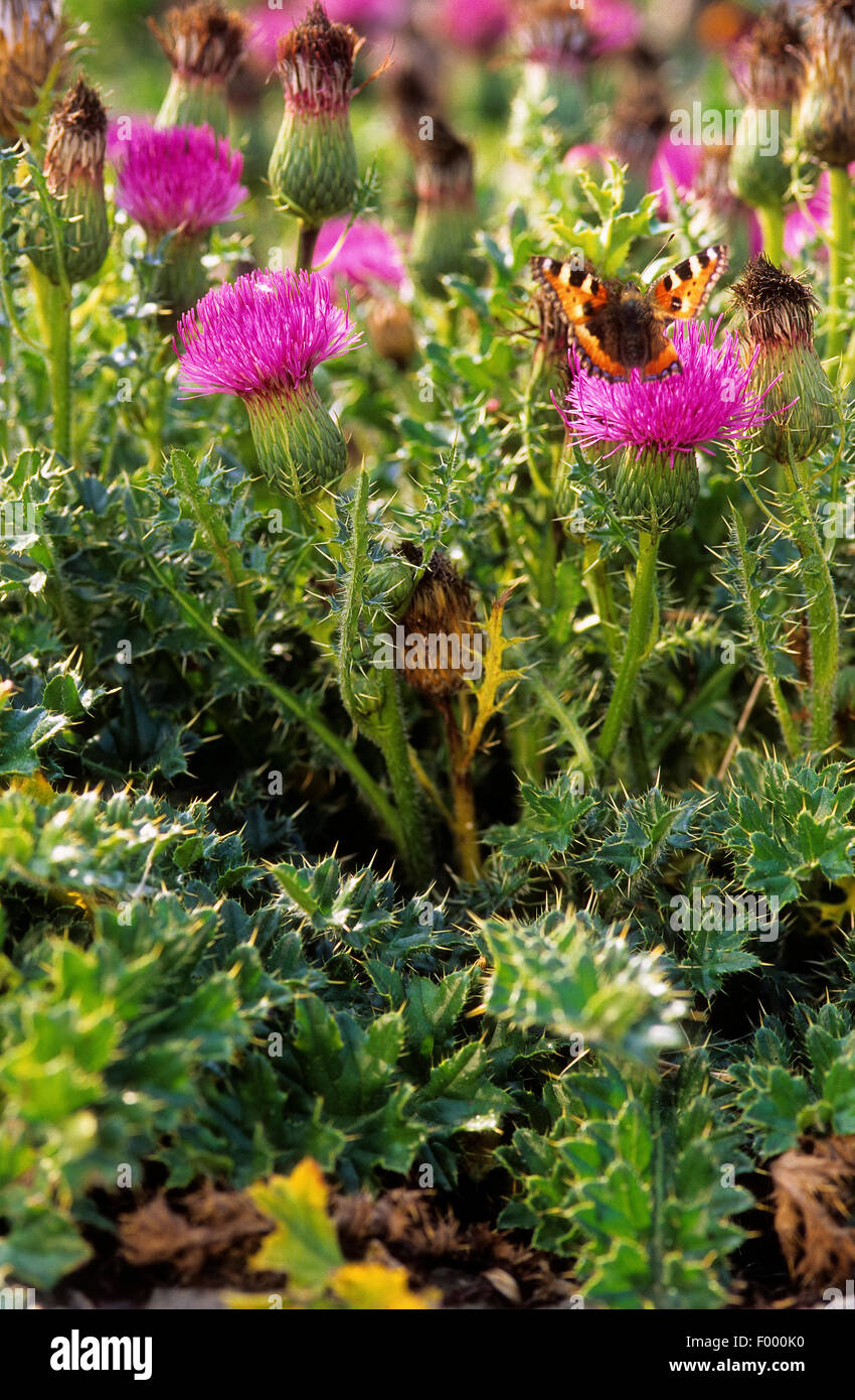 dwarf thistle (Cirsium acaule), blooming, Germany Stock Photo - Alamy