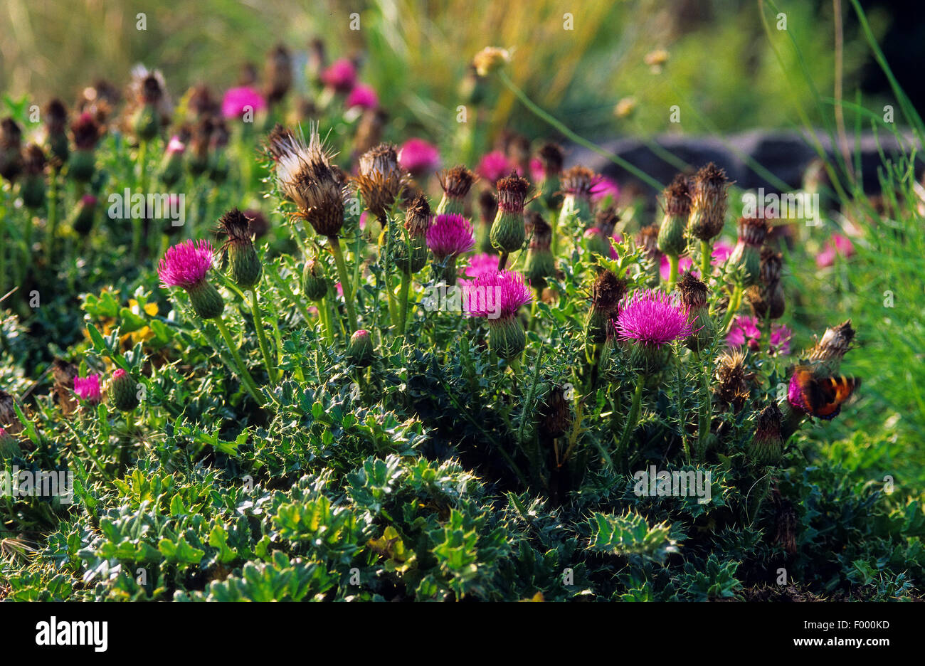 dwarf thistle (Cirsium acaule), blooming, Germany Stock Photo - Alamy
