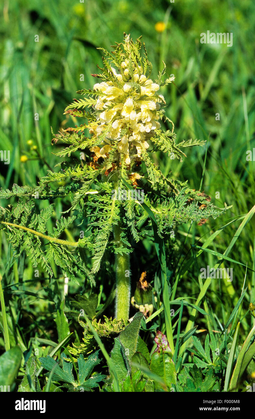 Leafy Lousewort (Pedicularis foliosa), blooming, Germany Stock Photo ...
