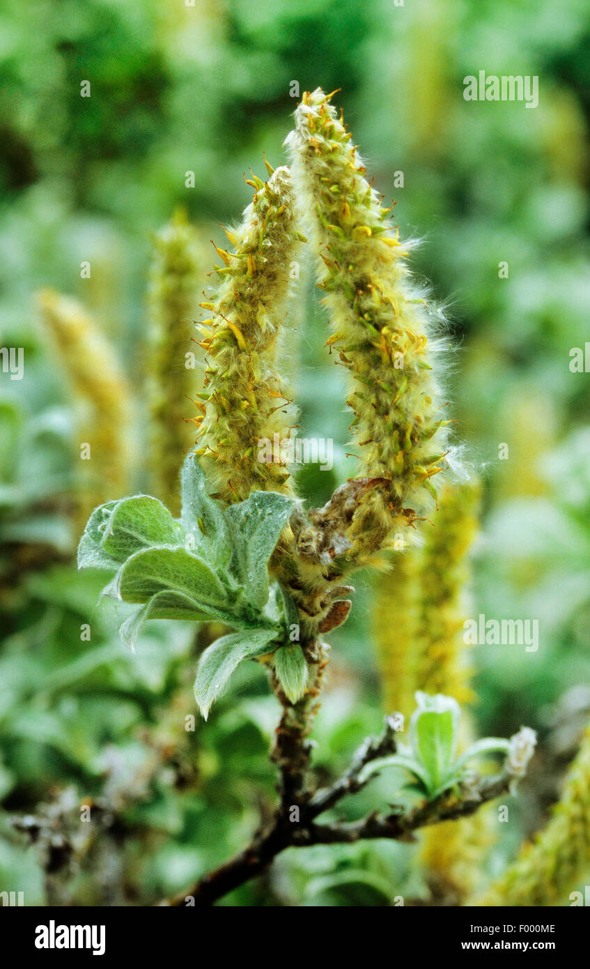 Woolly willow, Lanate willow (Salix lanata), blooming Stock Photo - Alamy