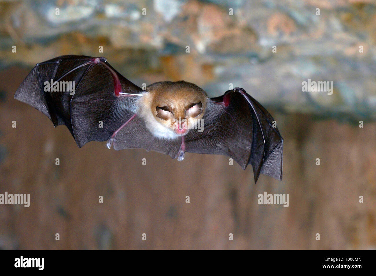 Lesser horseshoe bat (Rhinolophus hipposideros), flying through a cave ...