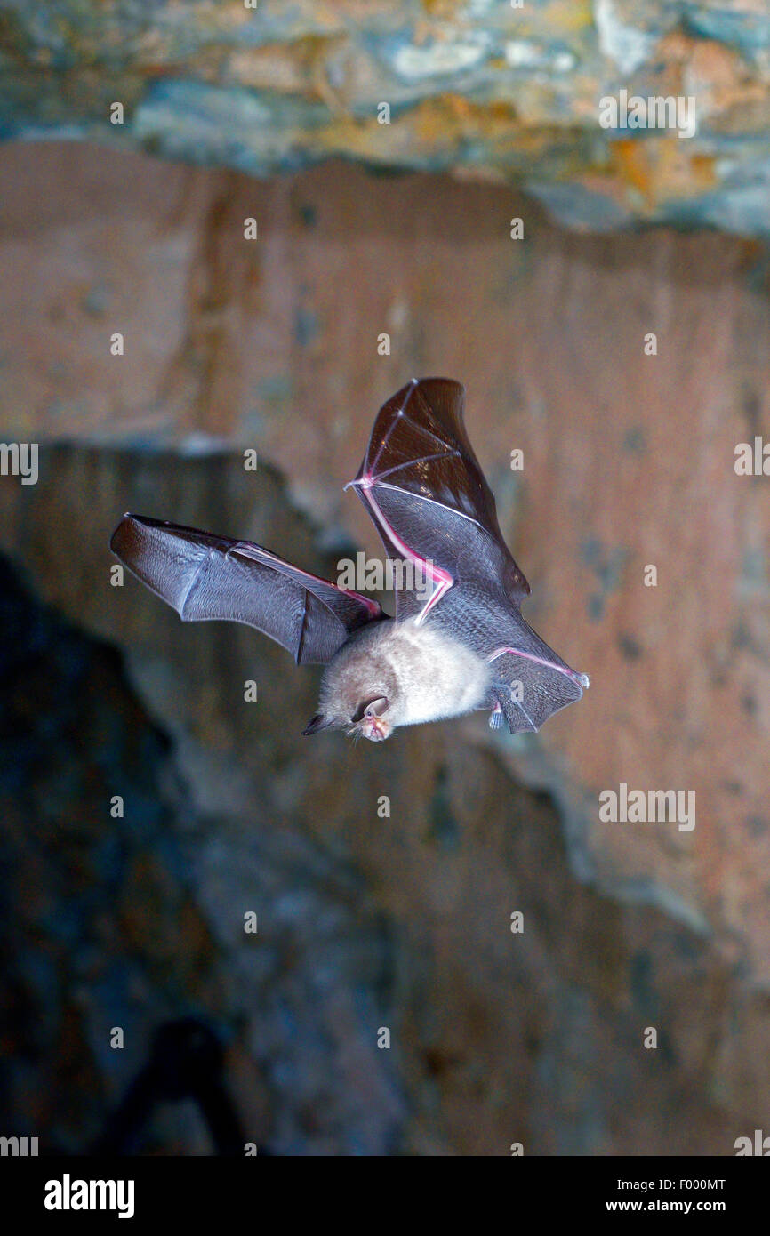 Lesser horseshoe bat (Rhinolophus hipposideros), flying through a cave ...