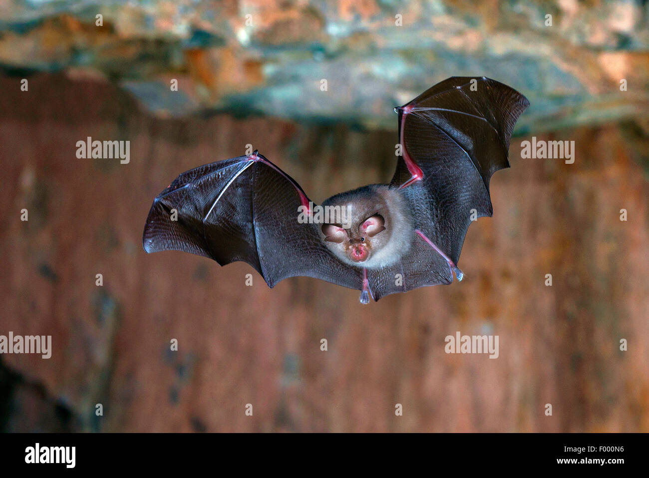 Bat flying cave hi-res stock photography and images - Alamy