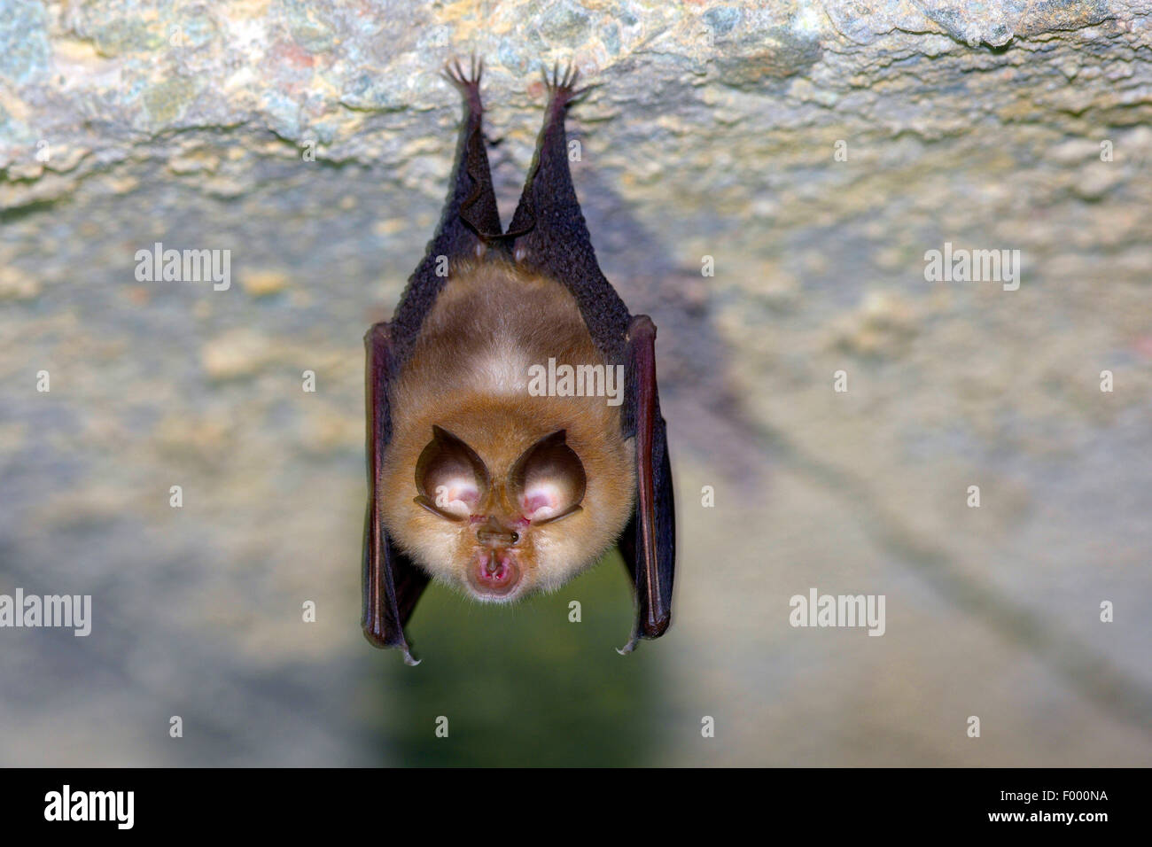 Lesser horseshoe bat (Rhinolophus hipposideros), hanging down from the ...