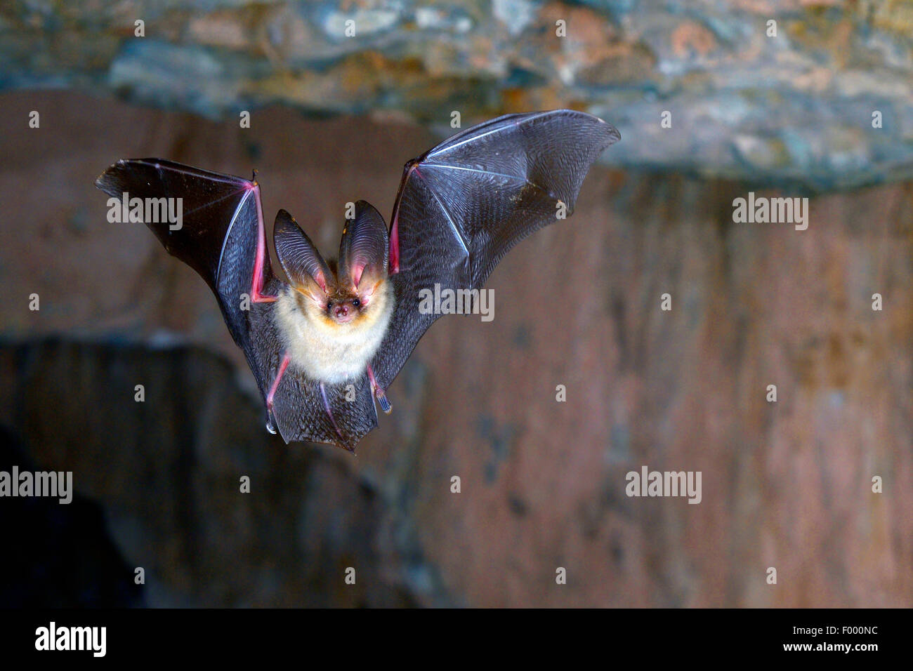 Long eared bat in flight hi-res stock photography and images - Alamy