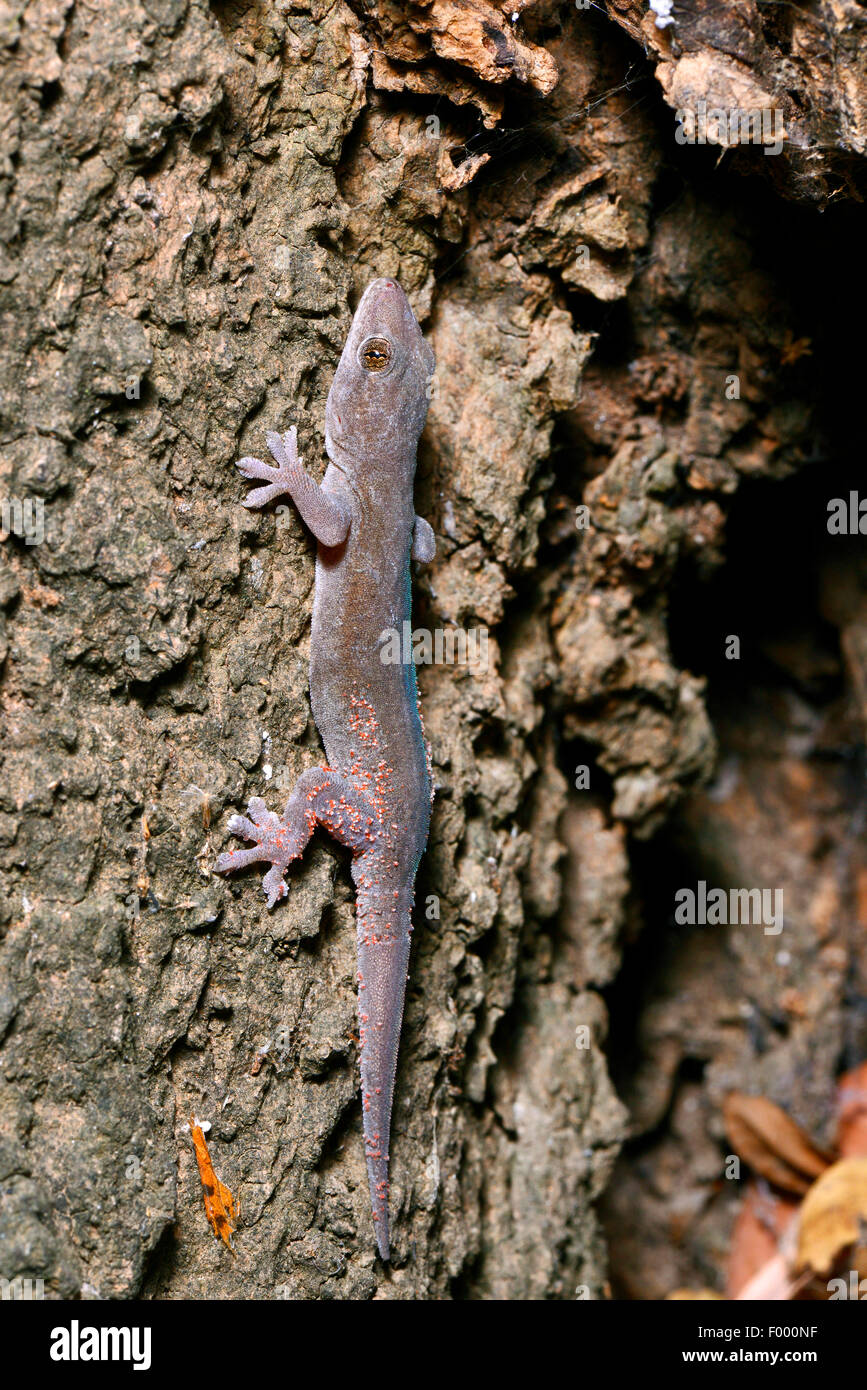 Asian leaf-toed gecko, Asian house gecko, cheechak (Hemidactylus ...