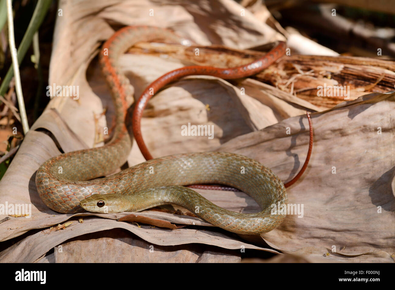 Night snake hi-res stock photography and images - Alamy