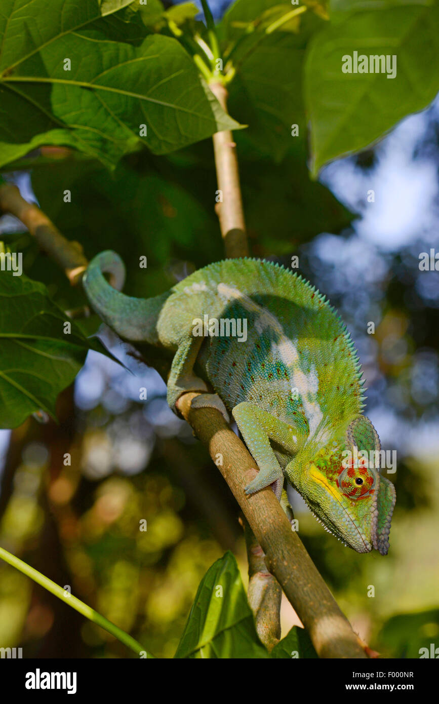 The Chameleons Band High Resolution Stock Photography and Images - Alamy