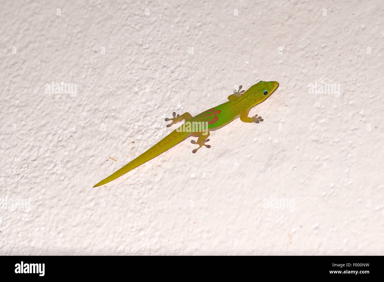 Gold dust day gecko (Phelsuma laticauda), climbs on a wall, Madagascar ...
