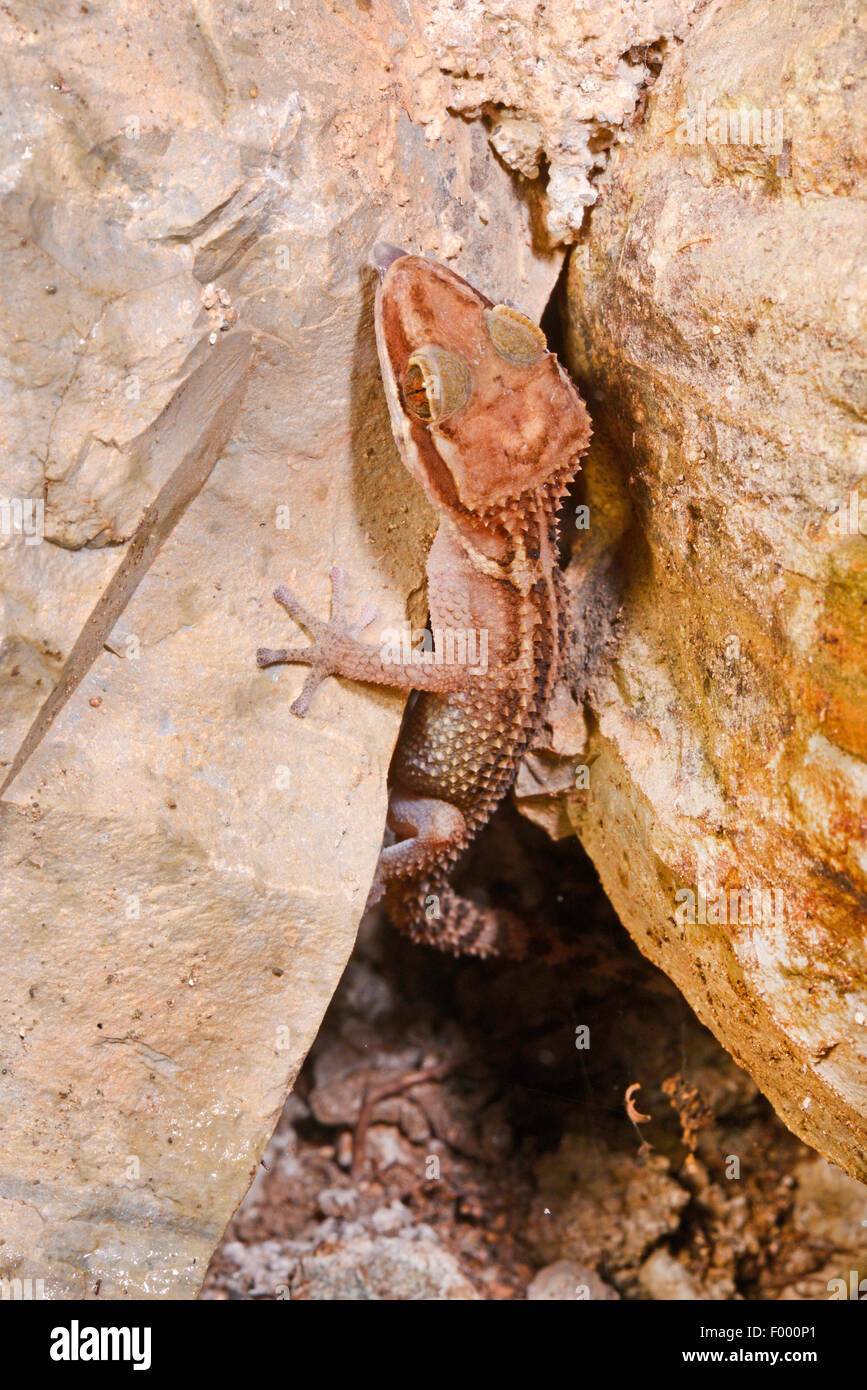 Stumpff's Madagascar Ground Gecko (Paroedura stumpffi), comes out of a ...