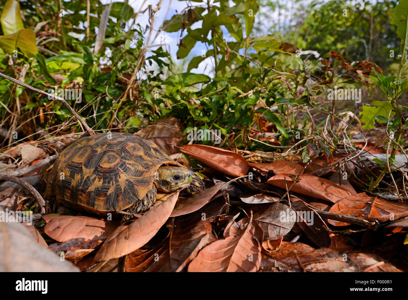 Bell's hingeback tortoise (Kinixys belliana), amongst fallen leaves on ...