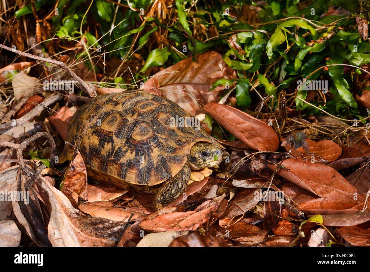 Bell's hingeback tortoise (Kinixys belliana), amongst fallen leaves on ...