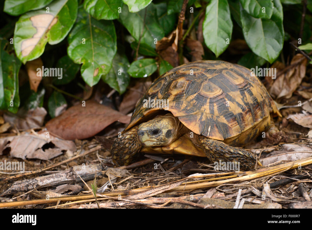 Bell's hingeback tortoise (Kinixys belliana), on the ground, Madagascar ...