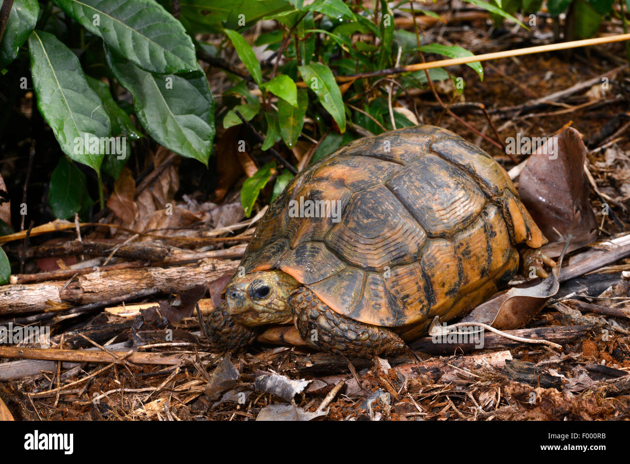 Bell's hingeback tortoise (Kinixys belliana), on the ground, Madagascar ...