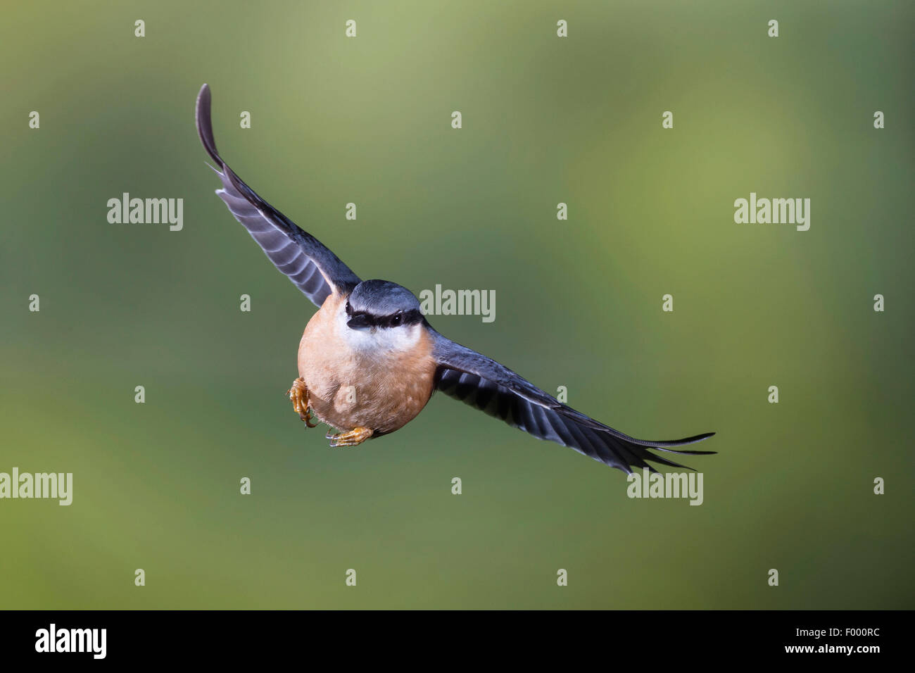 Eurasian nuthatch (Sitta europaea), Eurasian nuthatch in flight ...